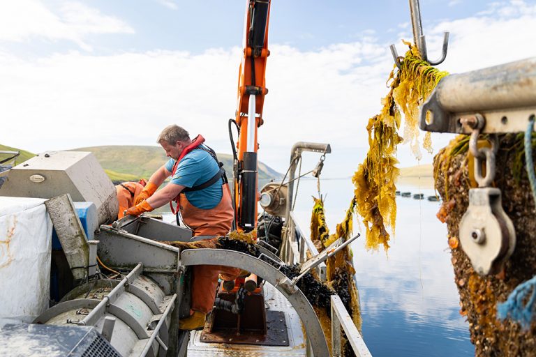 SHETLAND MUSSEL PRODUCTION REACHES RECORD FIGURES - Seafood Shetland